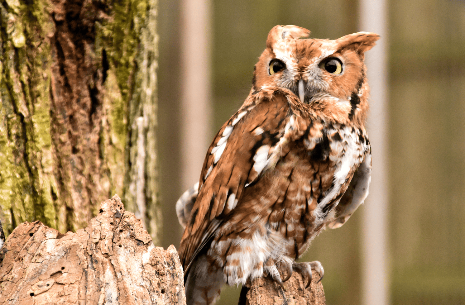 Visit the Glen Helen Raptor Center