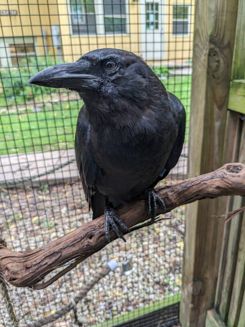 Meet the Birds at Glen Helen Raptor Center