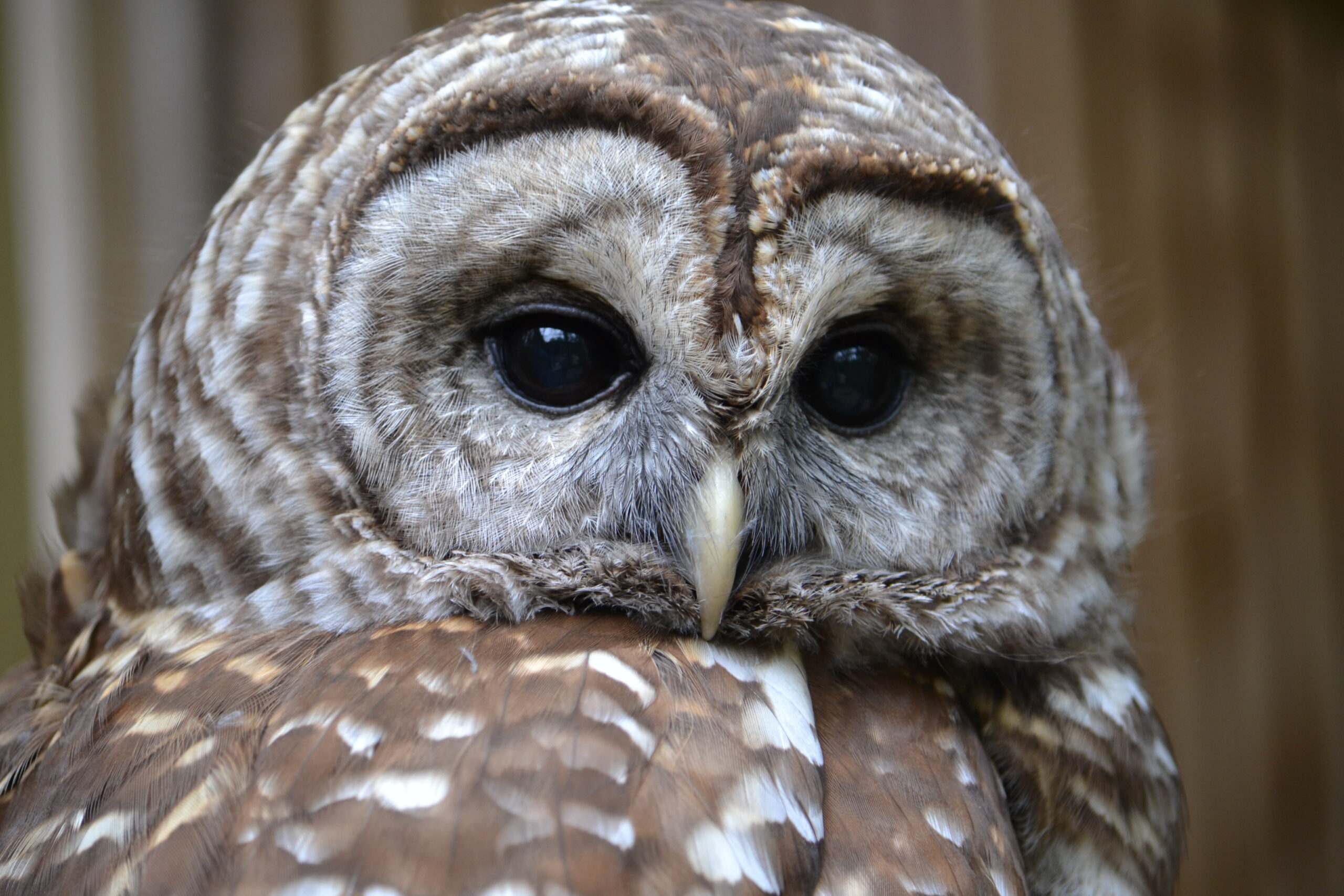 Help Injured Birds at Glen Helen Raptor Center