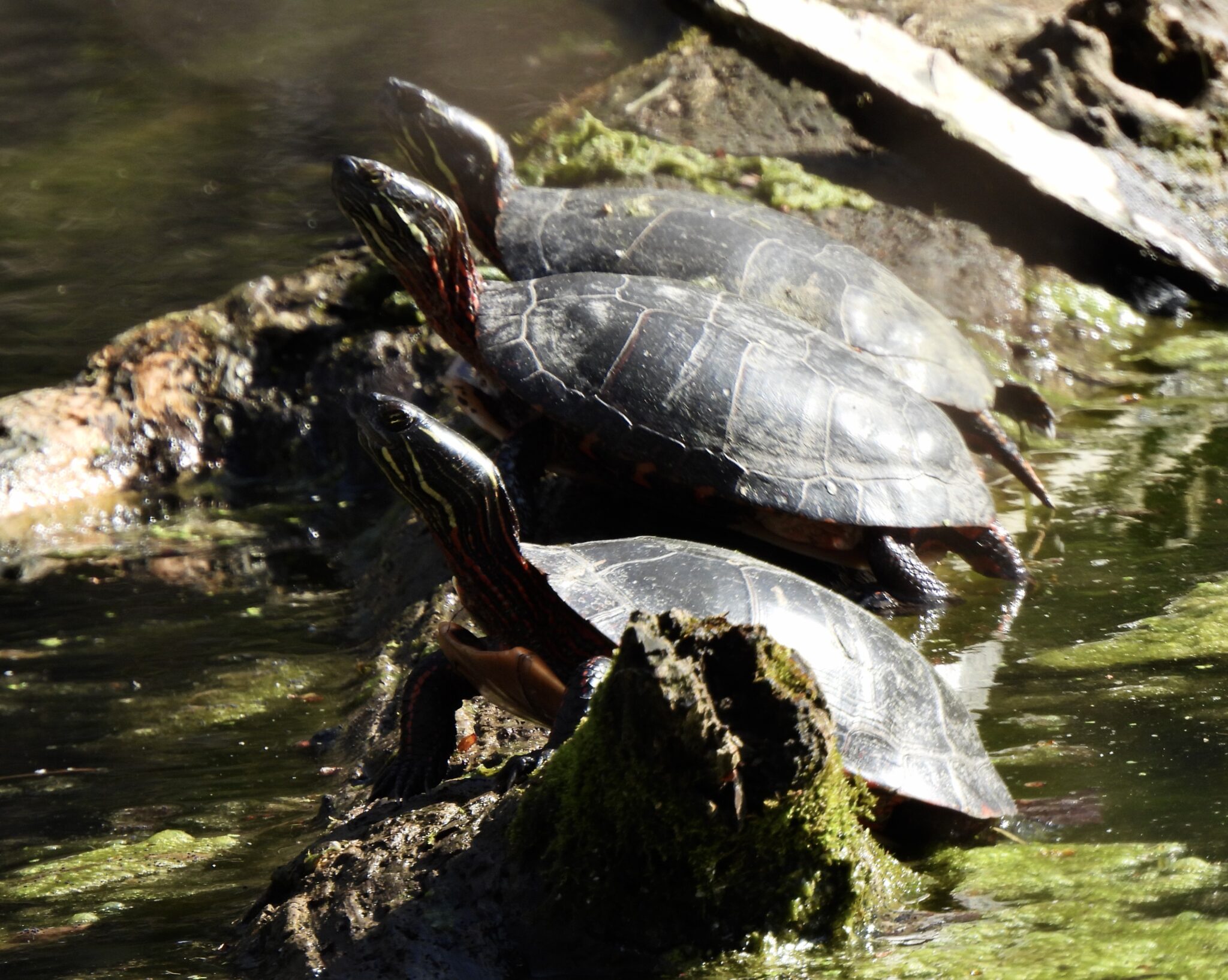 OCVN 2 | Glen Helen Nature Preserve