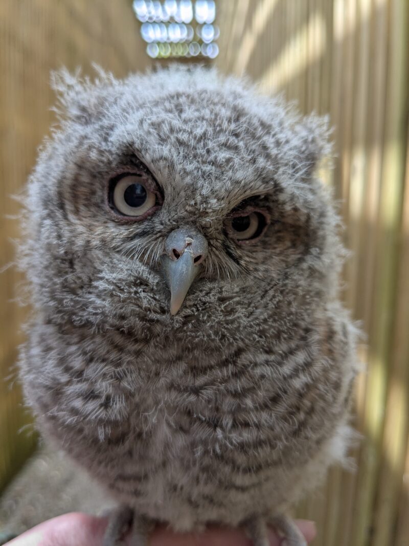 Baby Bird Journey | Glen Helen Nature Preserve
